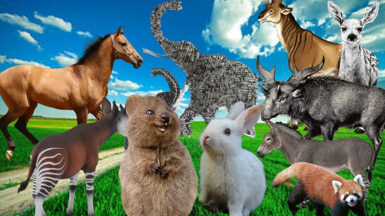 family of pets wild animal family Dog Cat Crocodile monkey player tiger ...