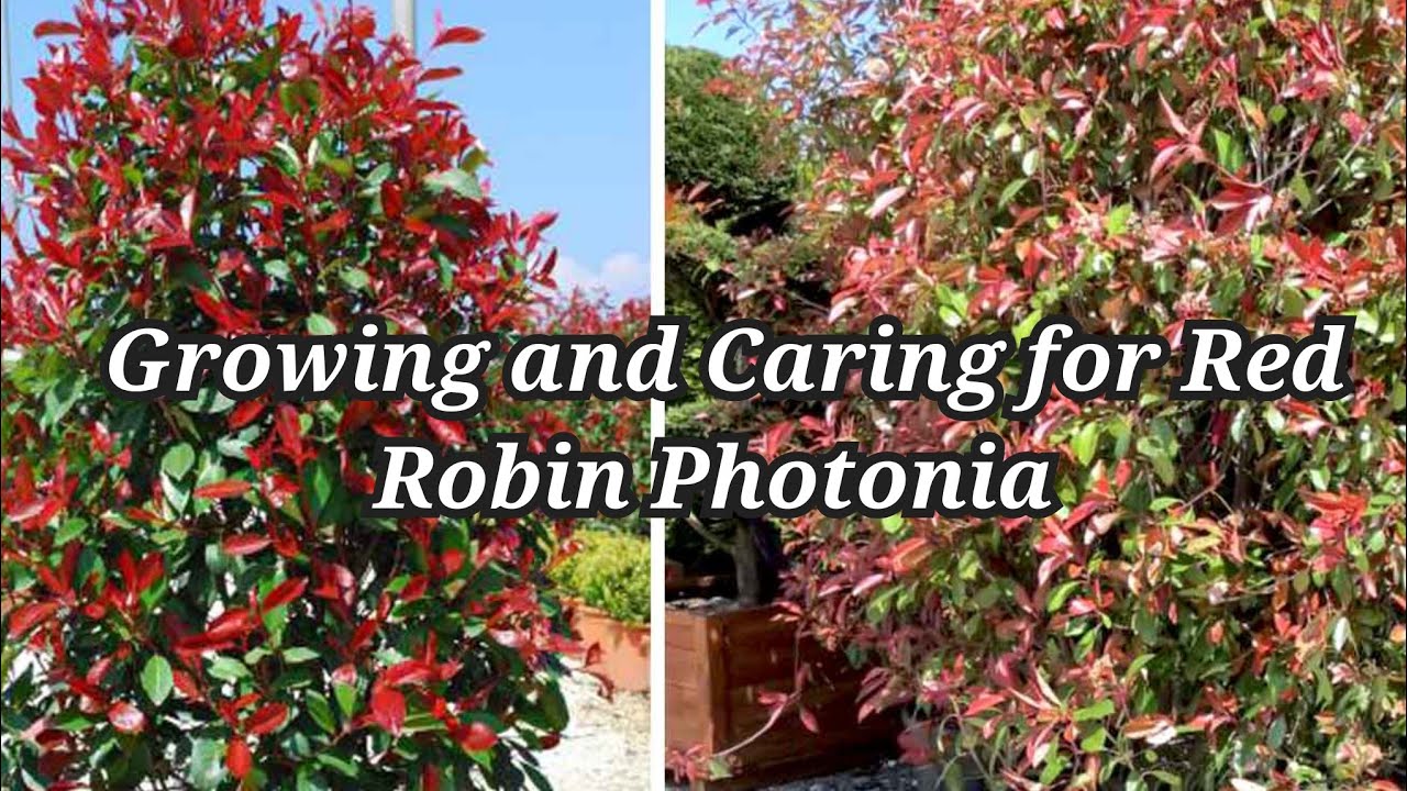 How to grow Red Robbin Photonia | Growing & caring for Red Robin ...