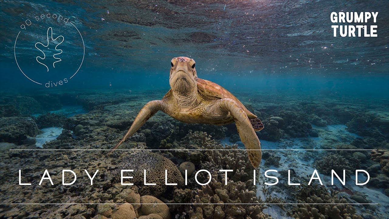 90 Second Dives: Lady Elliot Island, Queensland | Grumpy Turtle ...