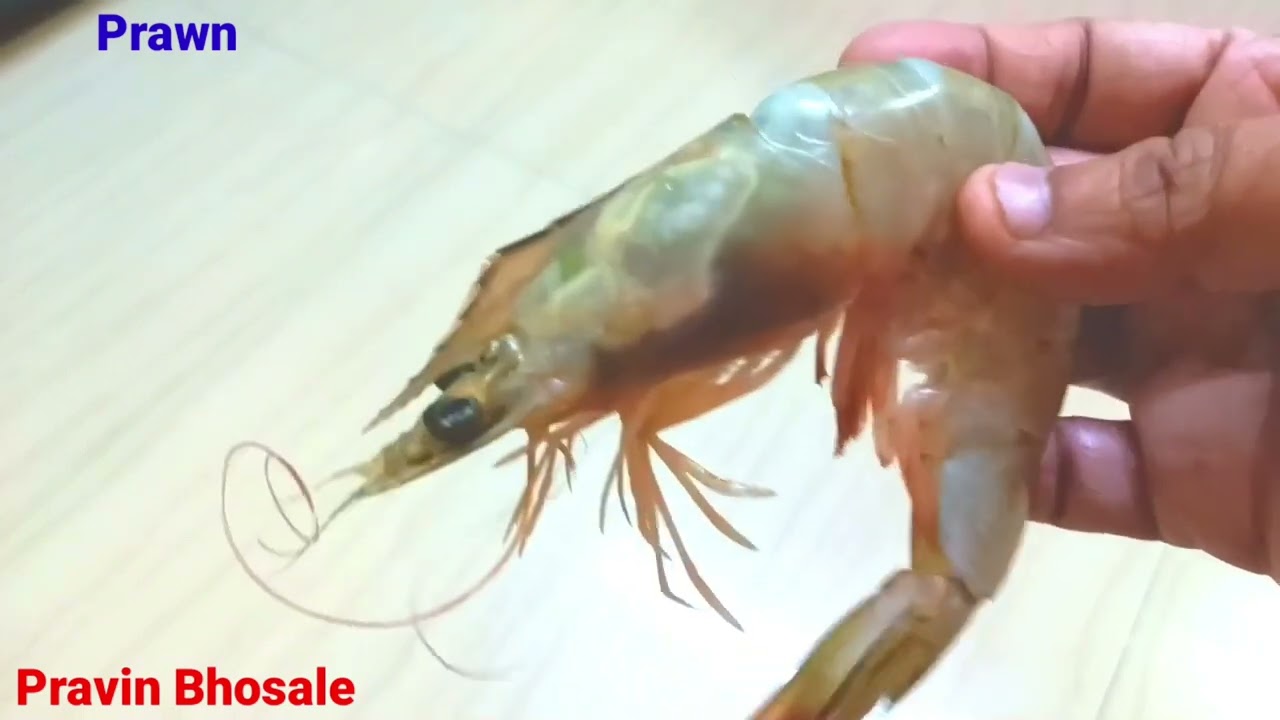 Phylum Arthropoda Prawn