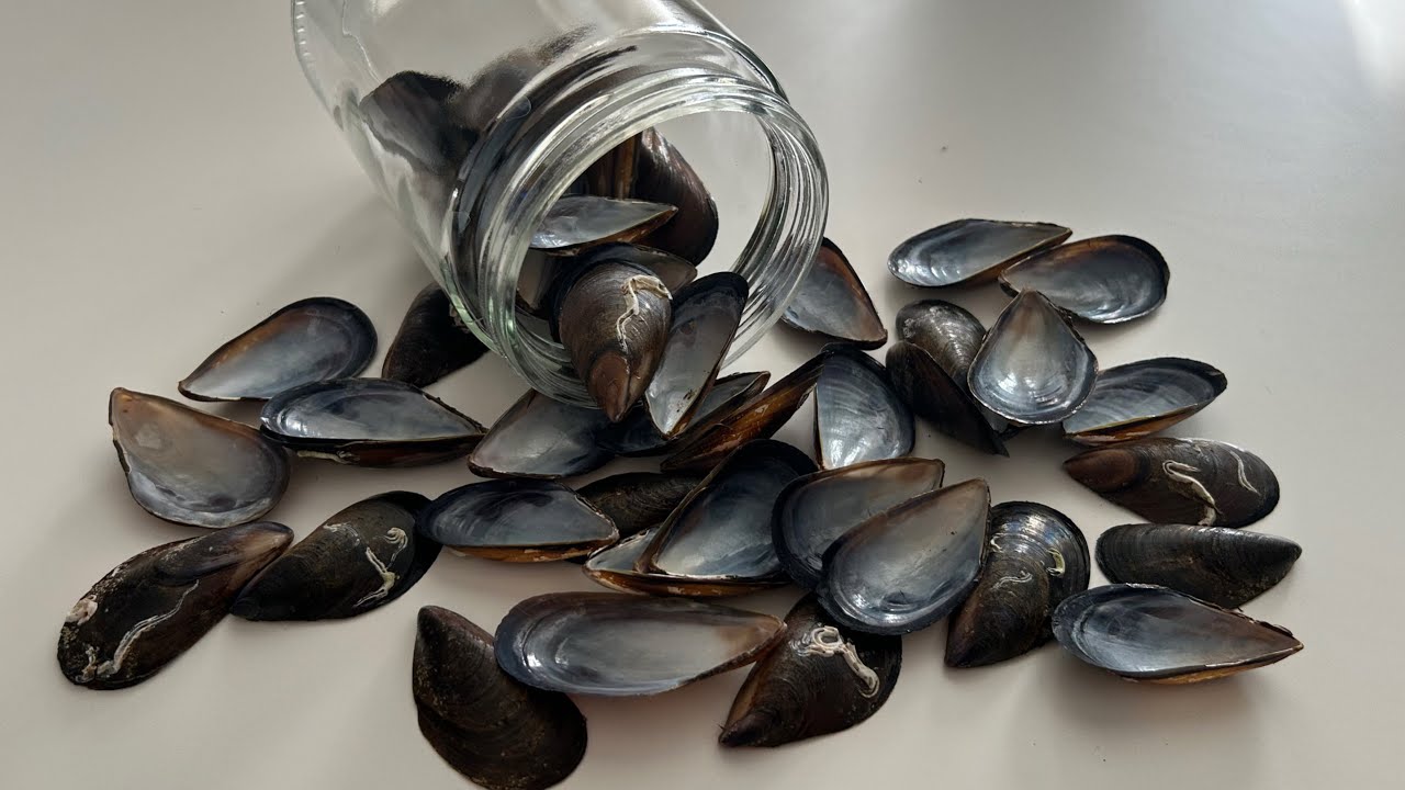 Top 2 Recycling Ideas for Mussel Shells! - YouTube