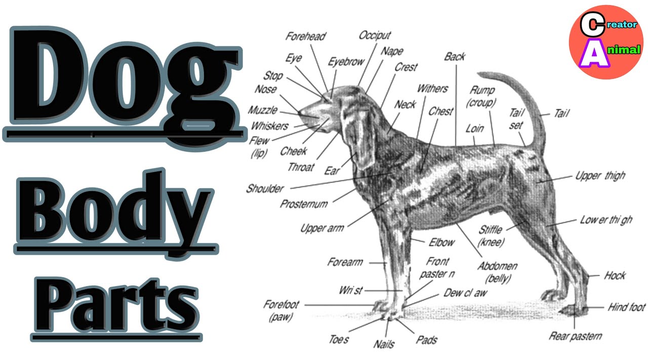#dogbodyparts #creatoranimal Dog Body Parts 🐶 // Creator Animal - YouTube