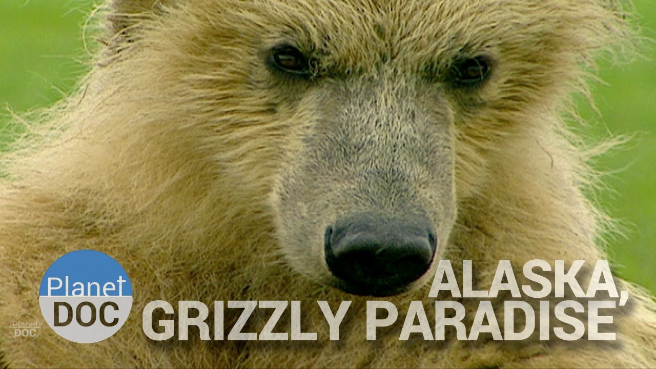 The Land of Giant Bears, Alaska, Grizzly Paradise | Nature - Planet Doc ...