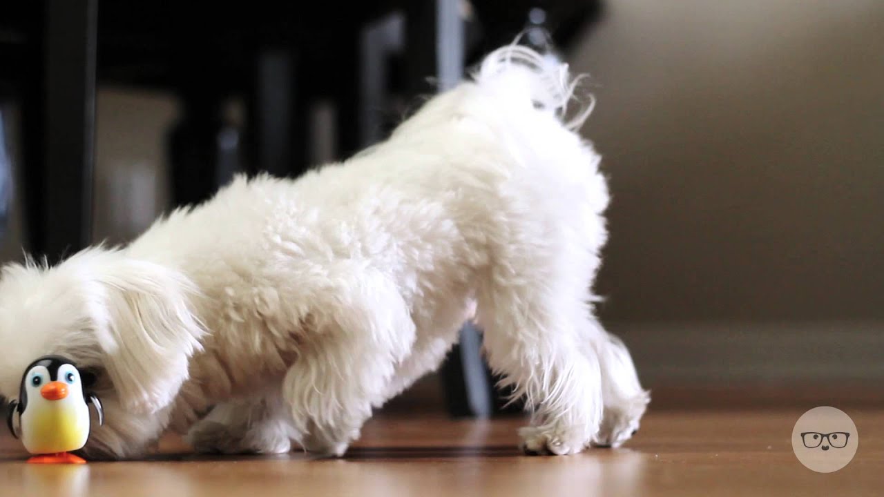 Milo Meets World Channel Trailer - YouTube