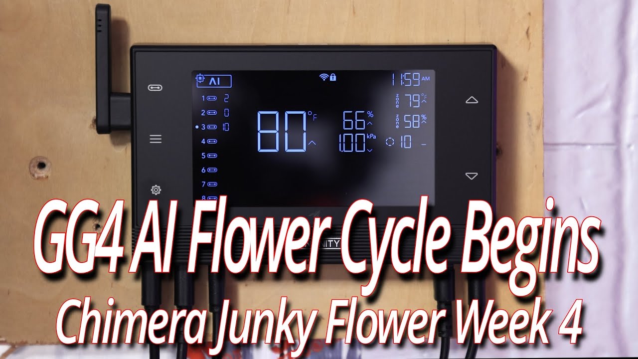 GG4 AI Flower Cycle Begins, Blackdog LED Full Garden Update - YouTube