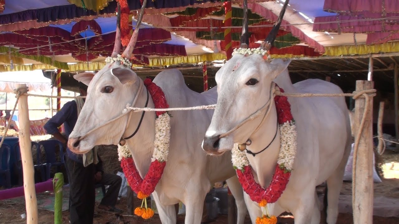 Handsome hallikar bullocks of Bidarahalli at Ghati Jatre - YouTube