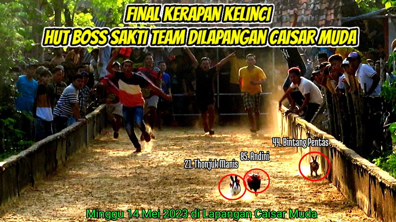 FINAL Kerapan Kelinci HUT Boss Sakti Team dilapangan Caesar Muda - YouTube