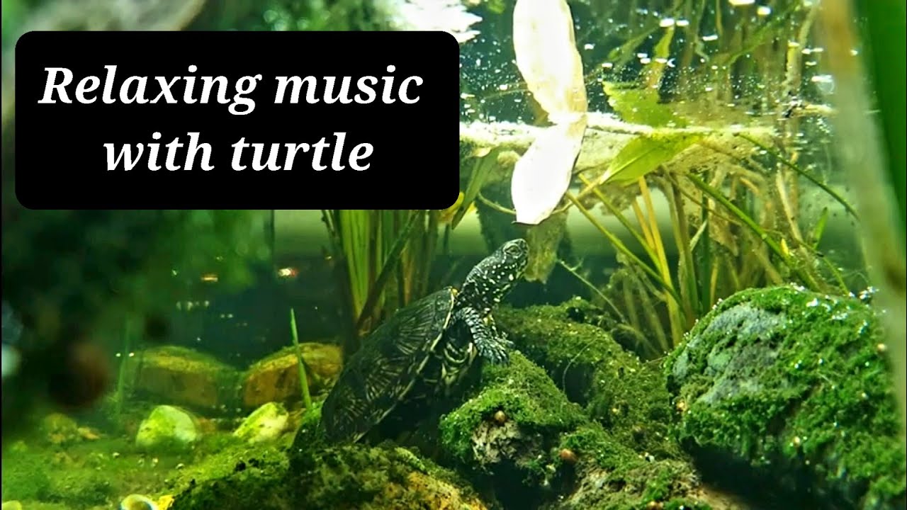 Relaxing music with turtle -TurtleTerrapinTortoise- - YouTube