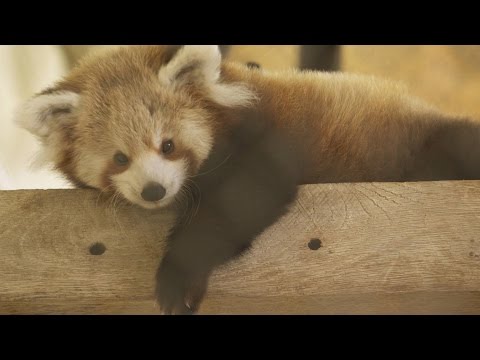 How Red Pandas Hack the Cold Weather