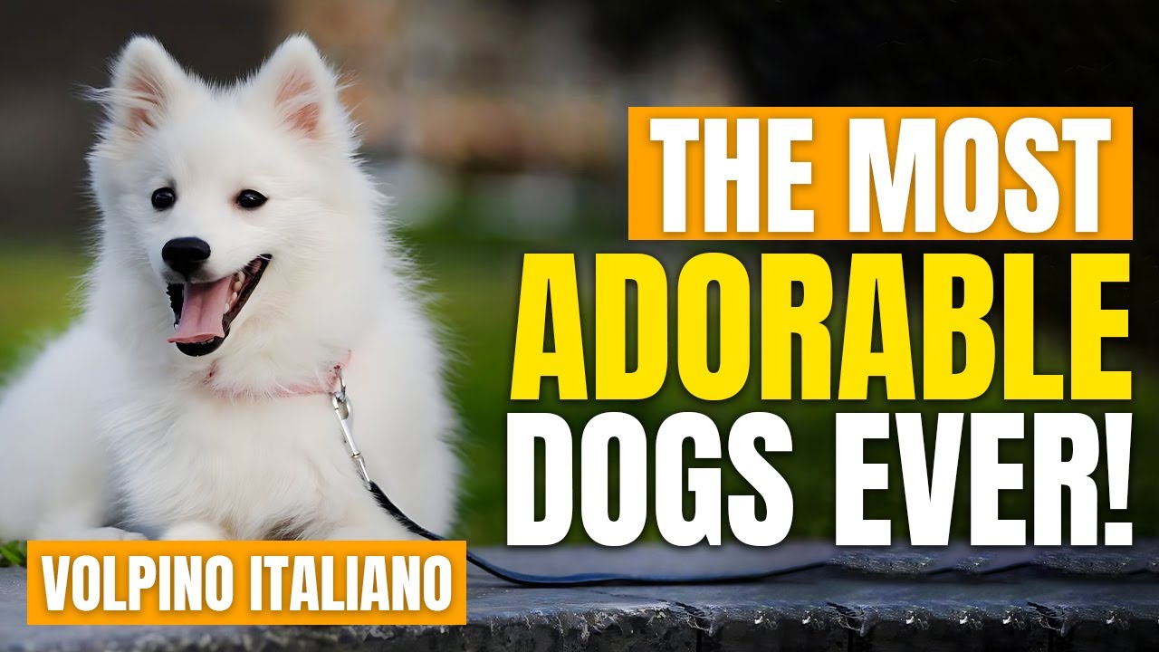 The Top 10 Most Adorable Dogs Ever! - YouTube