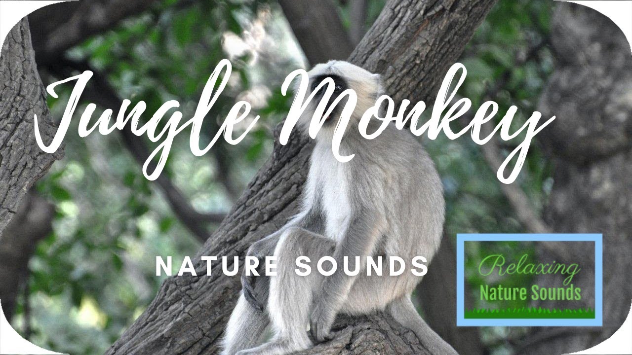 🐒 Monkey Ape Sound Effect Chimp Jungle for Meditation, Sleep, Study ...