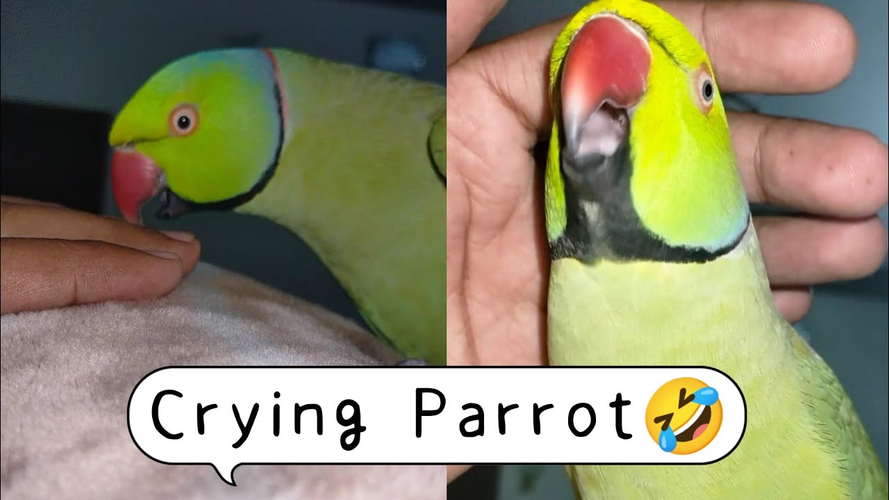 Parrot Start crying 😂 - YouTube