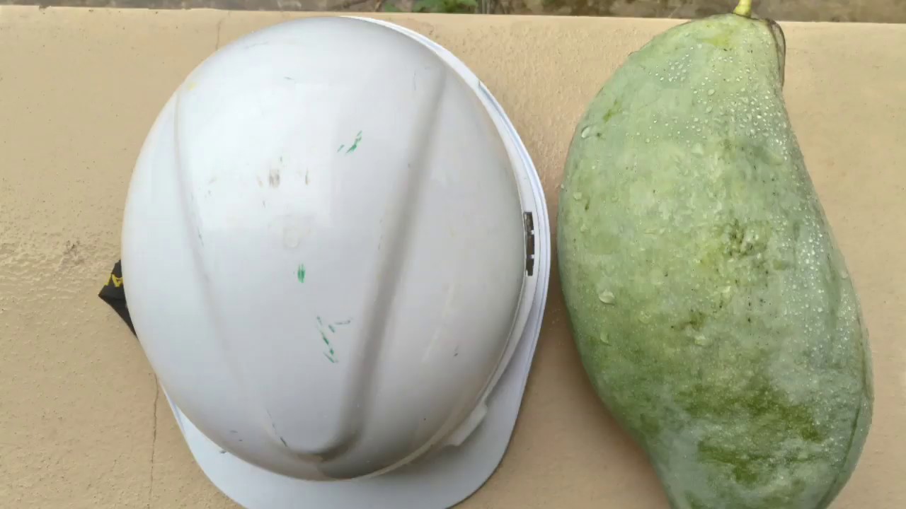 🌟🌟🌟 Episod 1: Mango King @ Raja Mangga yang BERDIKARI 🌟🌟🌟 - YouTube