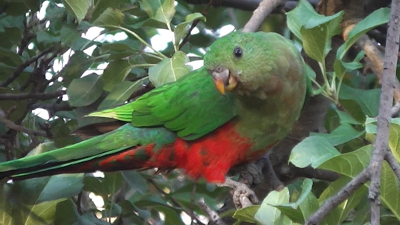 Parrots Catch Fire & Tomatoes Draw Flame (• •) - YouTube