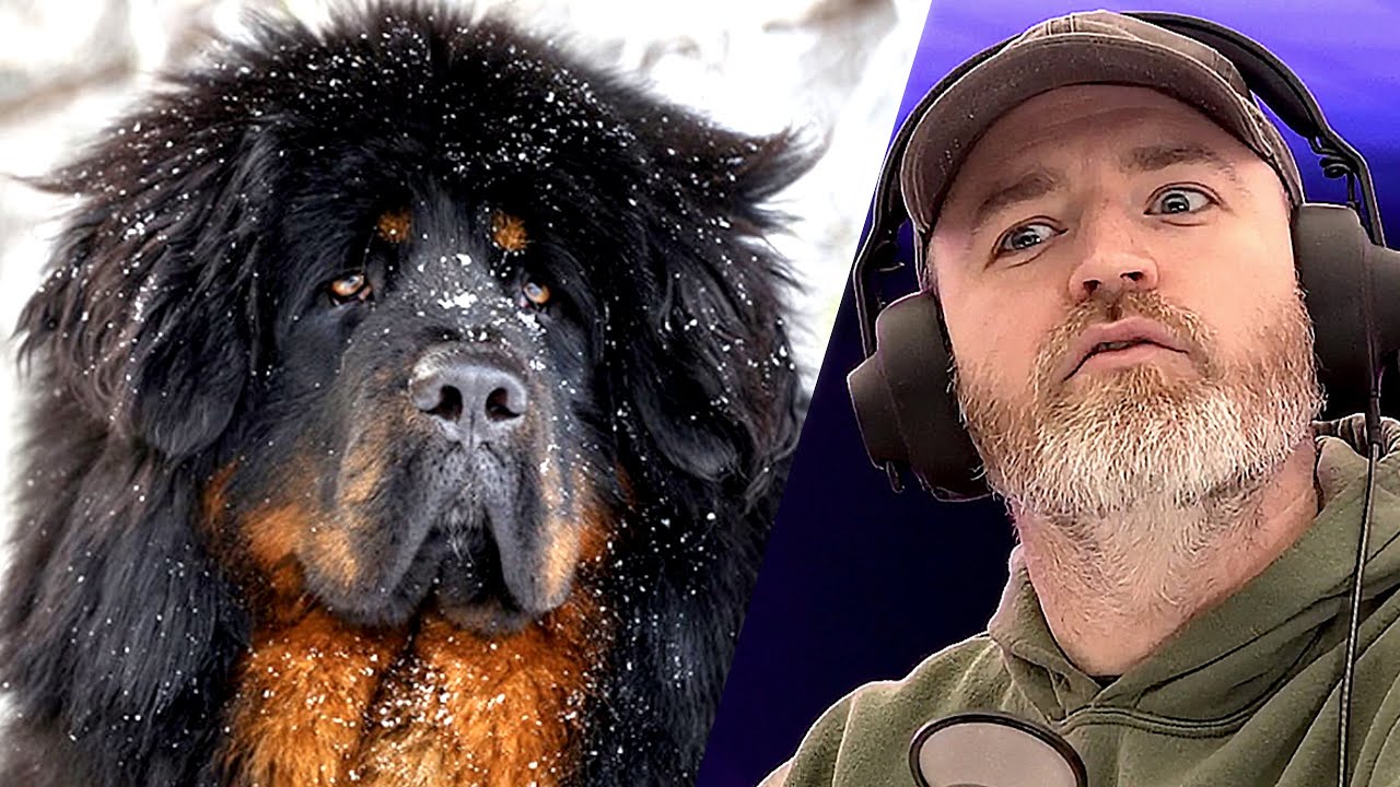 Family Realizes Their Dog Is Not A Dog... - YouTube