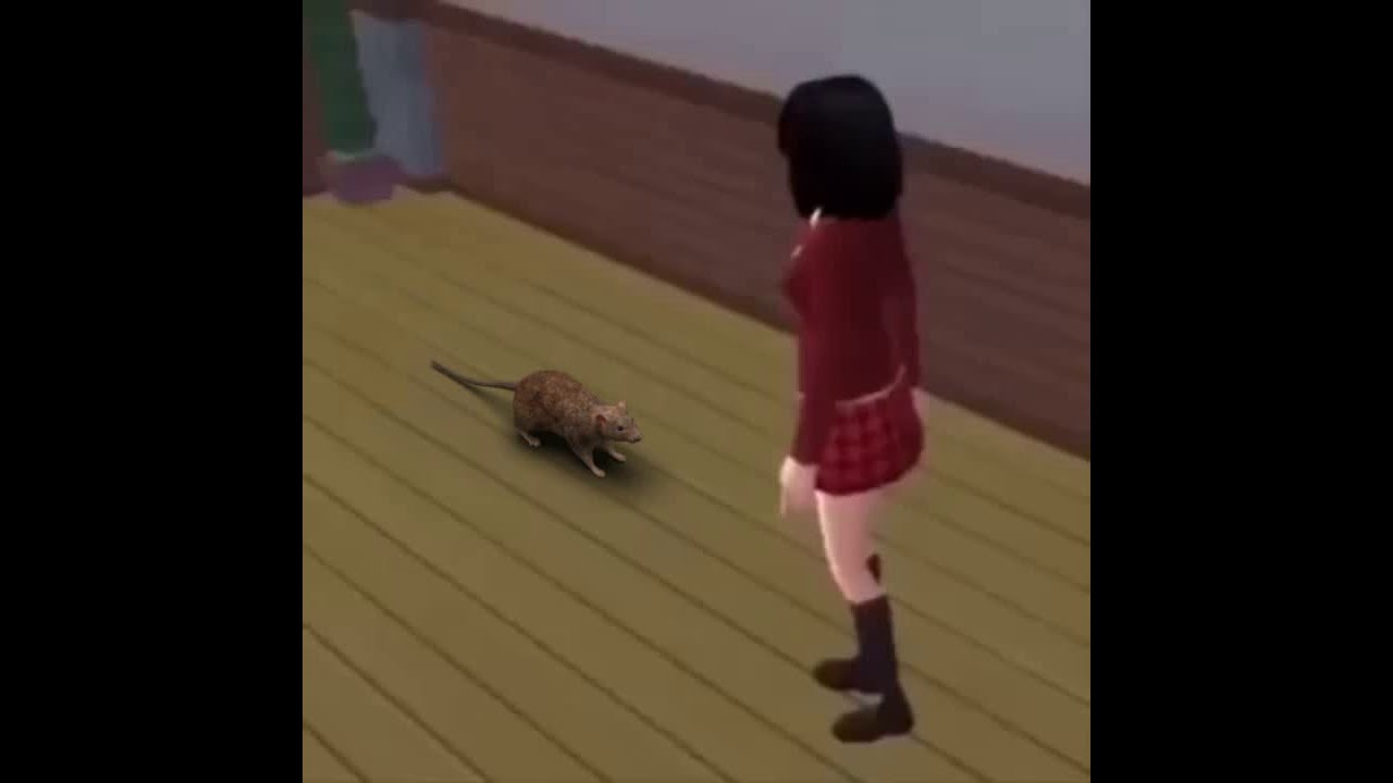 Relatively high quality rat breakdancing - YouTube