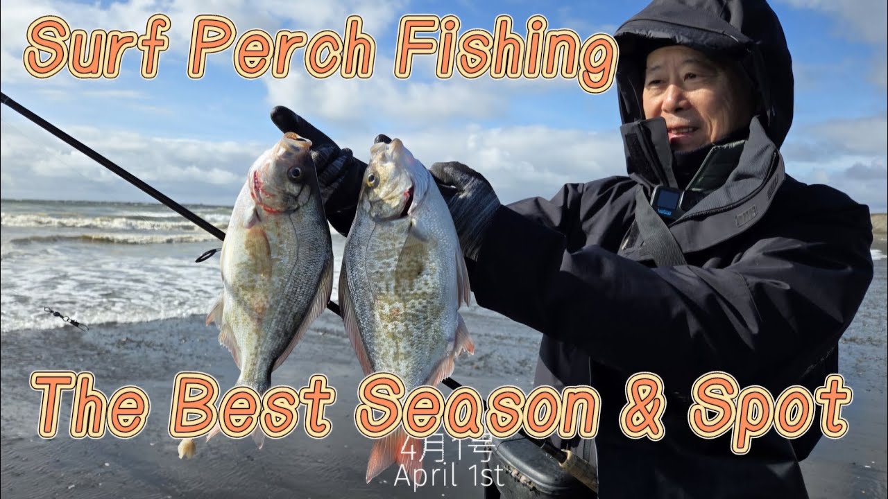 Surf Perch Fishing｜Razor Clamming｜The Best Season & Spot - YouTube