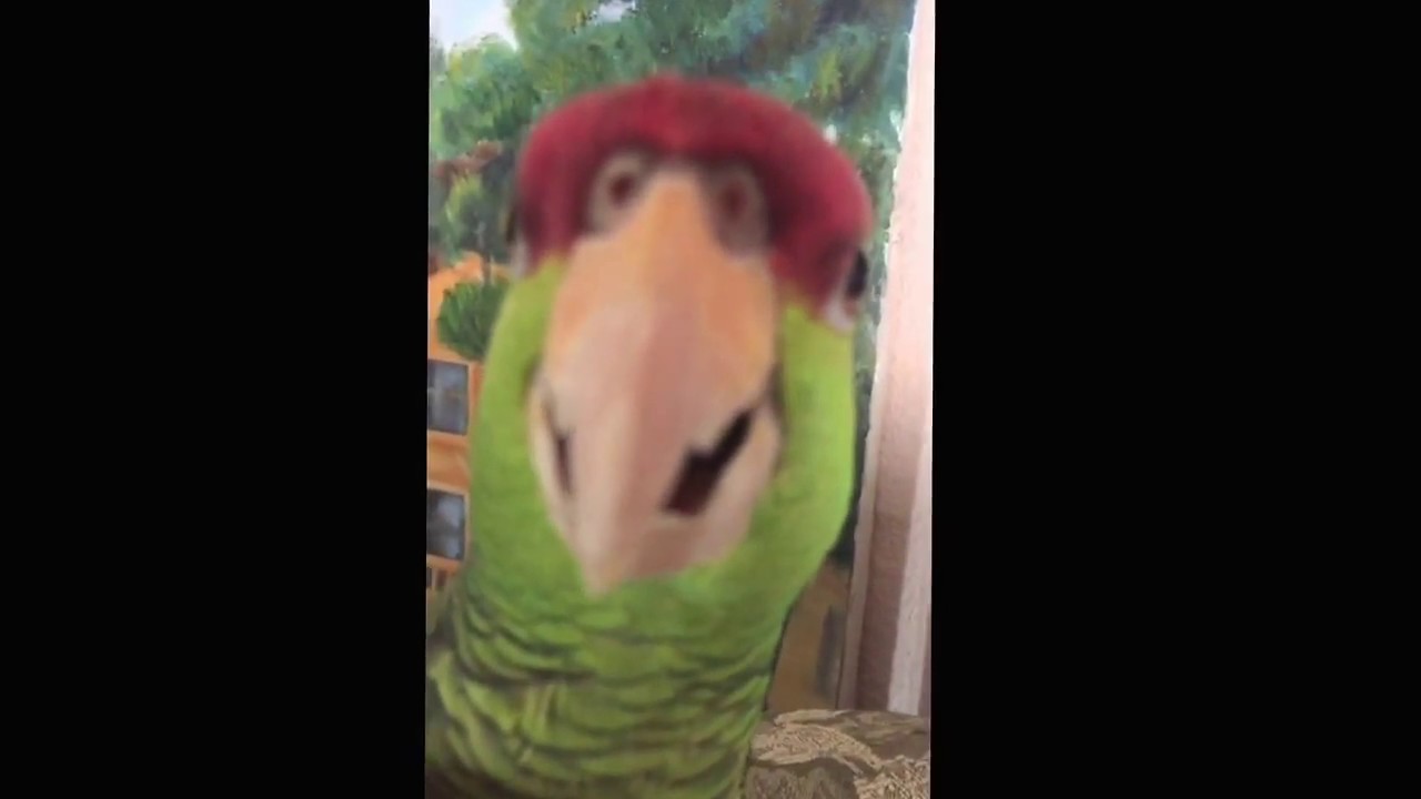 Mexican amazon parrot very angry and gangster - YouTube
