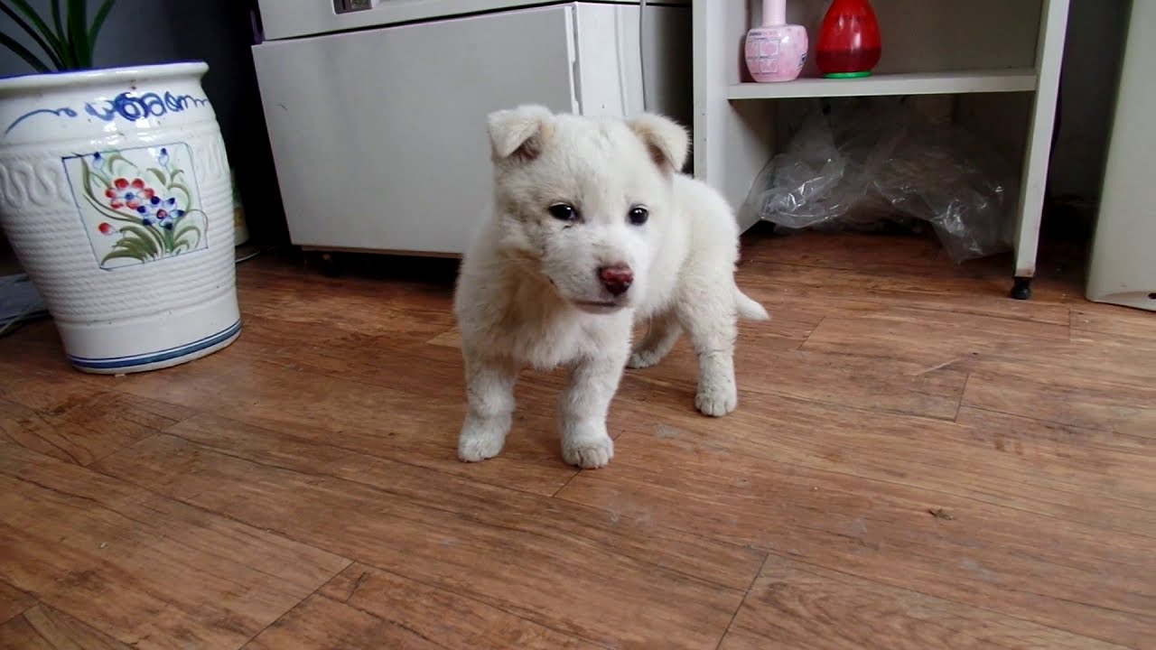 귀여운 아기 진돗개와 만남....Meeting a cute baby Jindo Dog.....Jeonju.....全州市 ...