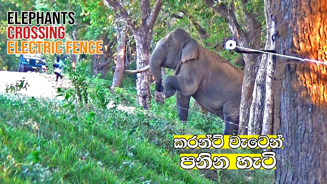 Elephants subtly break the electric fence #fence #electric #elephanat ...