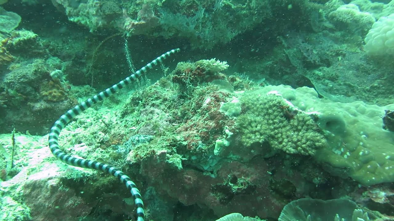 Banded Sea Krait Swimming - YouTube