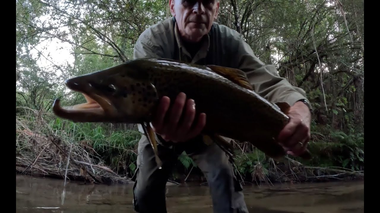 fly fishing a monster 8lb 27" wild brown trout jack in an amazing tiny ...