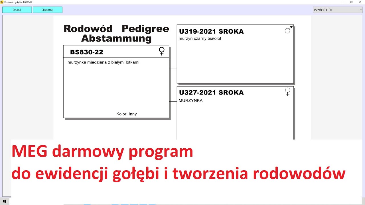 MEG darmowy program do ewidencji gołębi i tworzenia rodowodów - YouTube