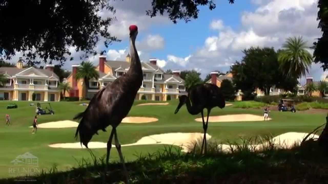 Crane Birds at the Reunion Resort Golf Course | Florida Vacation Homes ...