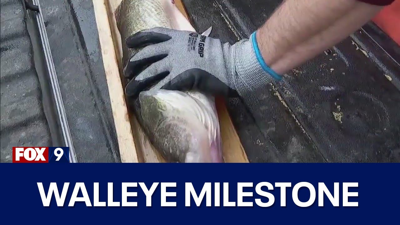Minnesota DNR marks walleye milestone - YouTube
