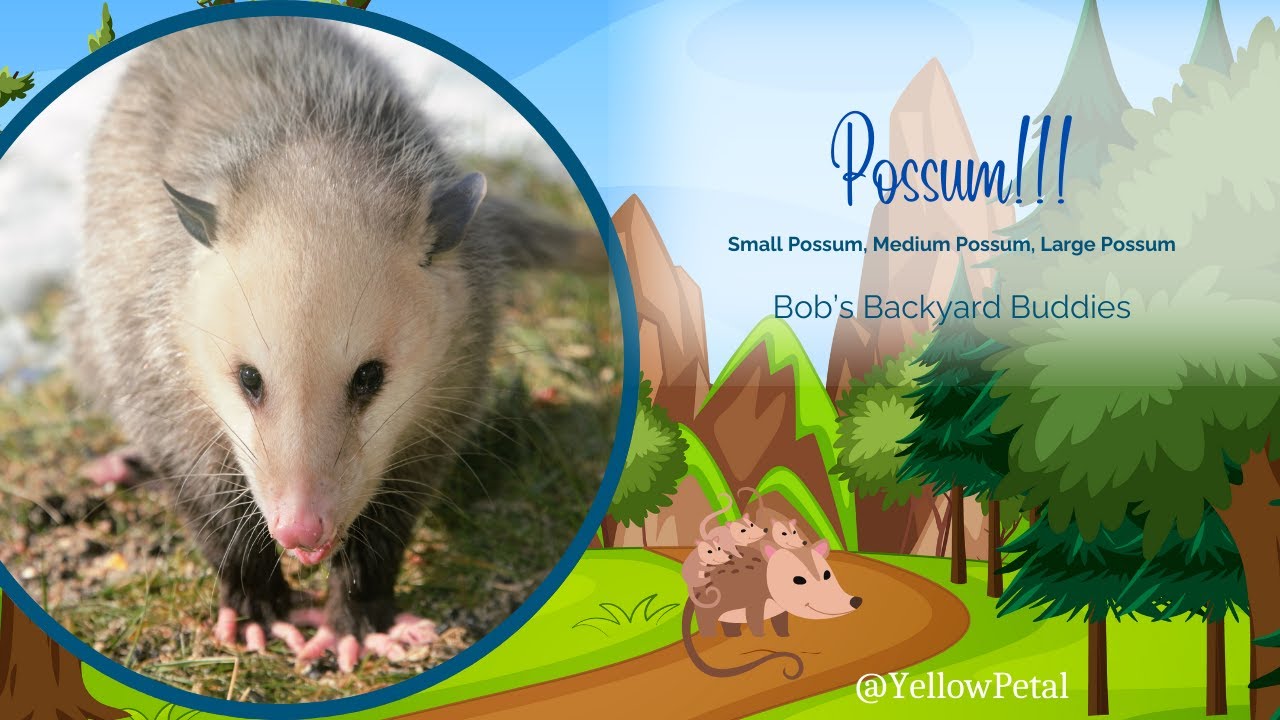 Cute Possum Friend (CPF) returns! #cutepossumfriend # ...
