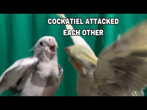 Cockatiel fighting | Jealous cockatiel - YouTube