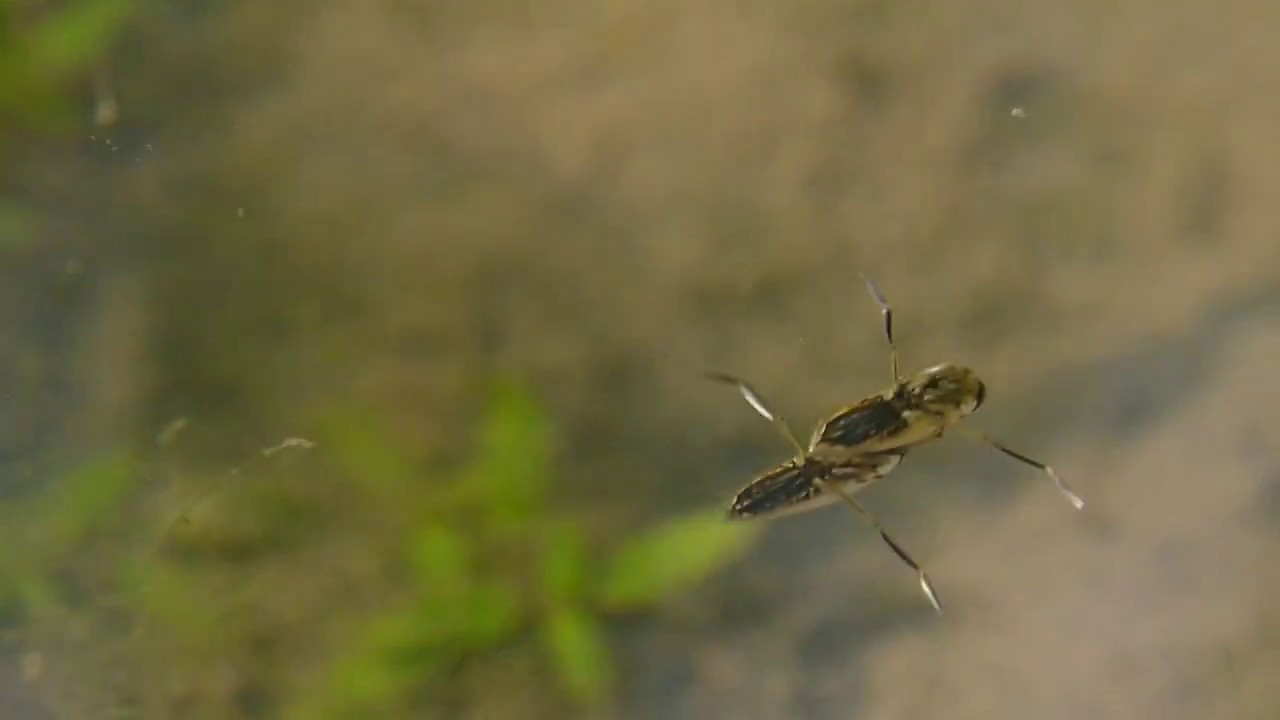 マツモムシ Notonecta triguttata のペア - YouTube