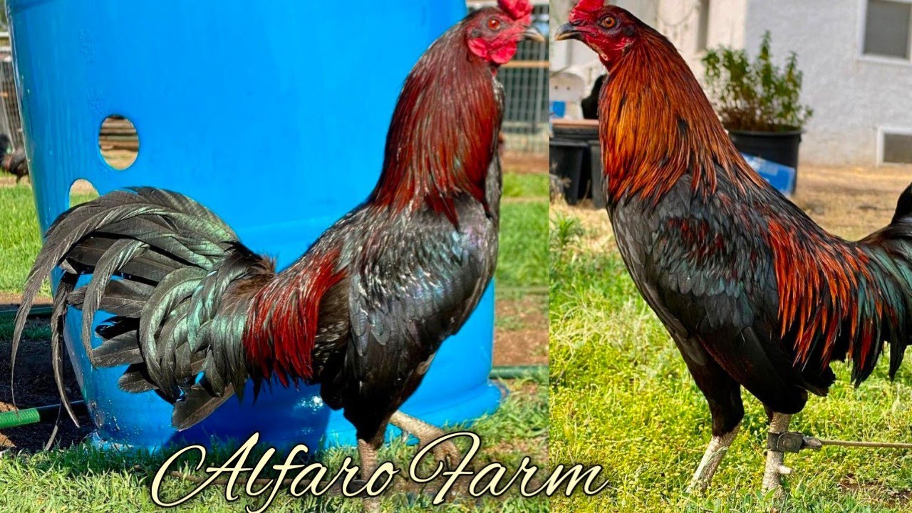 Black Jap Asils - ALFARO FARM - YouTube
