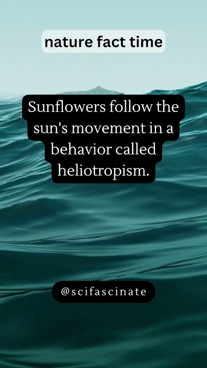 🌻 Chasing the Sun: The Science Behind Sunflower Heliotropism # ...