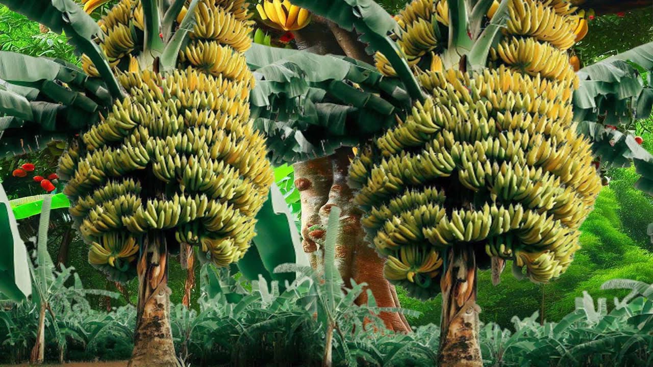 How i grafting two banana tree get lot of many fruit, How to grafting ...