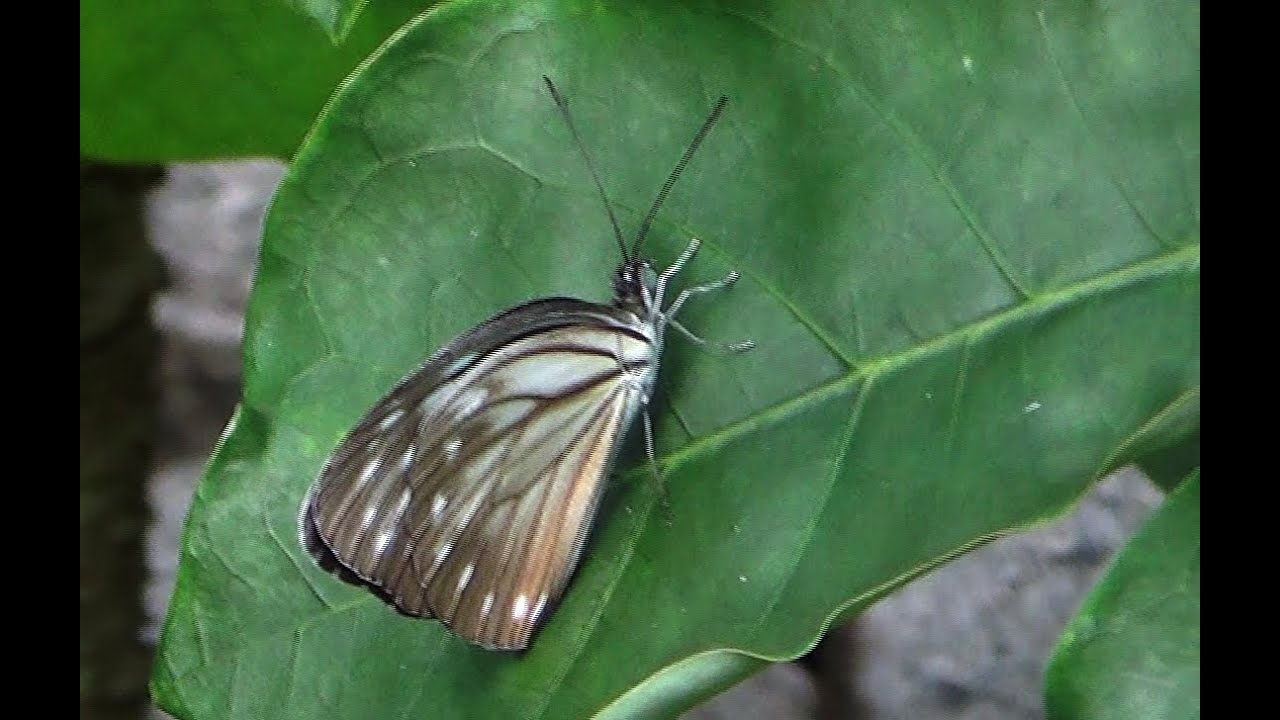 Common Wanderer Butterfly - YouTube
