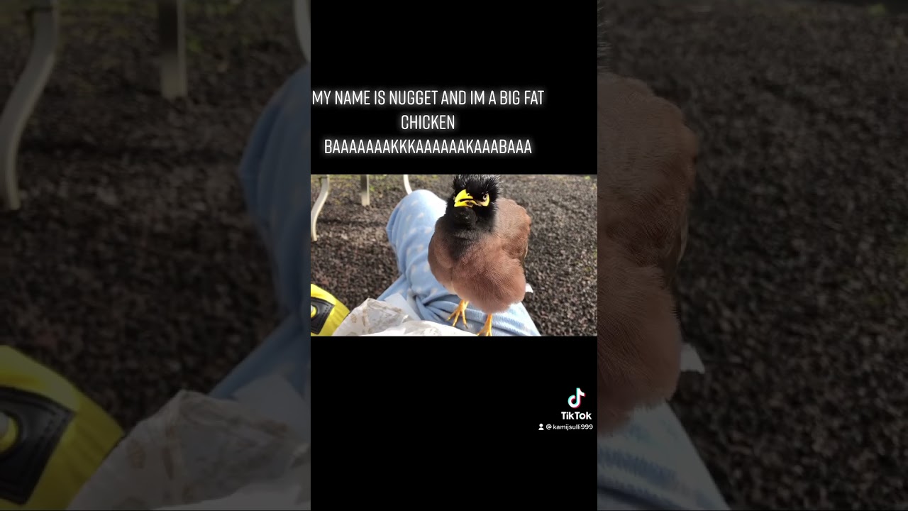 Nuggets the big fat chicken - YouTube