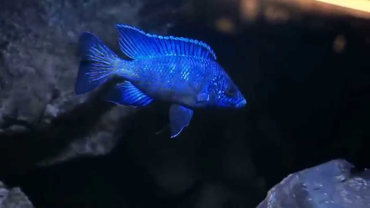 Aulonocara mbenji koningsi(blue regal) wild_20150704 - YouTube