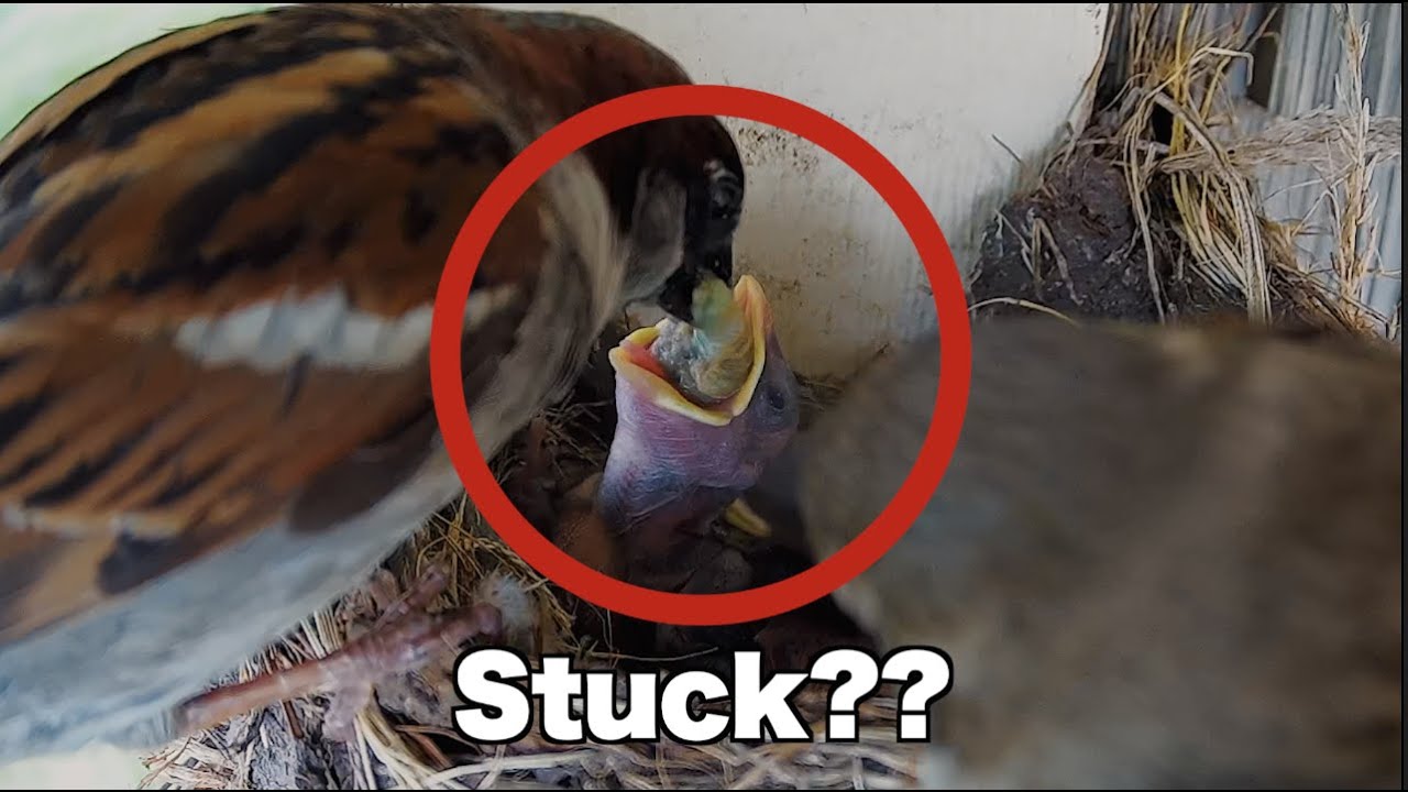 GIGANTIC BUG gets STUCK in Baby Birds Mouth! - YouTube
