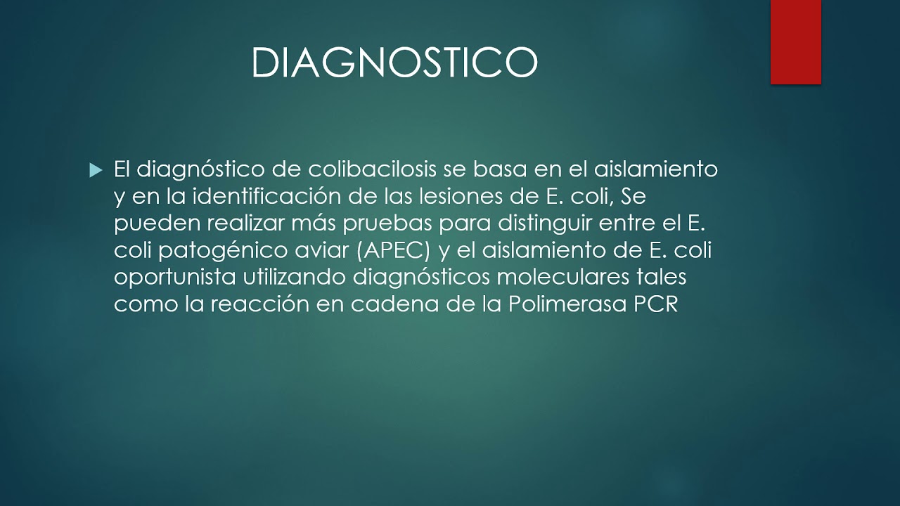 Colibacilosis en aves 1 - YouTube