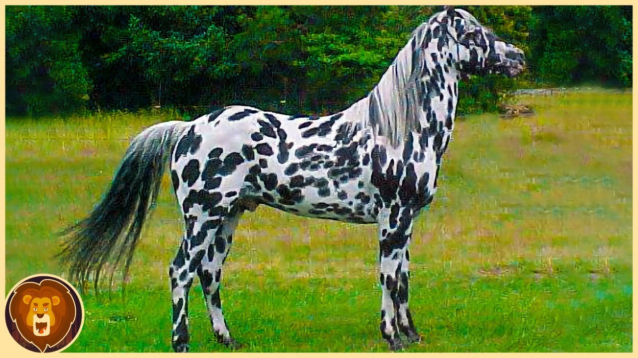 Los 8 Caballos Con Los Colores Más Raros Del Mundo - YouTube