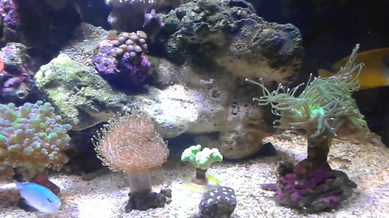 Brooklynella enfermedad del pez payaso marino - YouTube