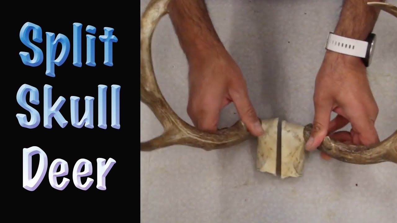 How to quickly mend a split skull plate ? Art of Taxidermy. Coues Deer ...