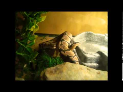Ball Python Rescue - YouTube
