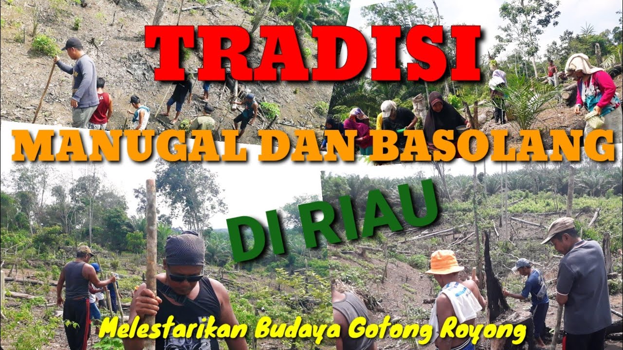 Tradisi Manugal dan Basolang (Menanam Padi dengan Cara Tradisional) di ...