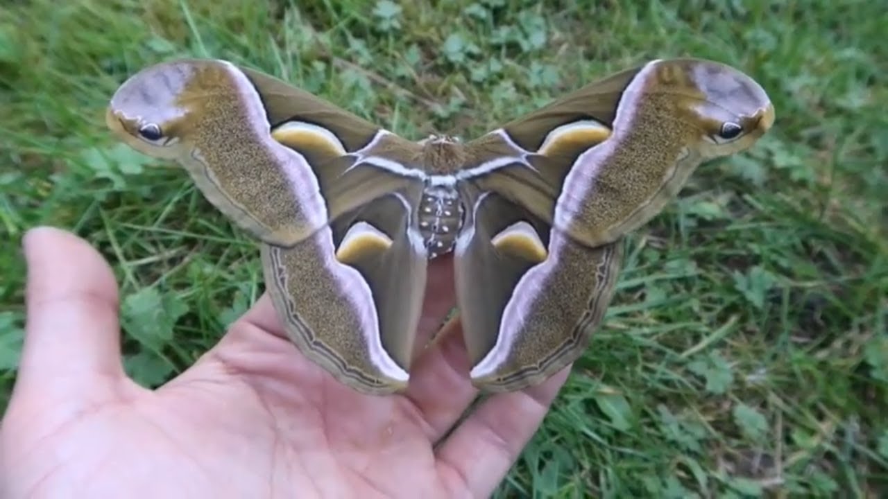 Beautiful moths! Samia cynthia + A quick thank you (10.000 subs!) - YouTube