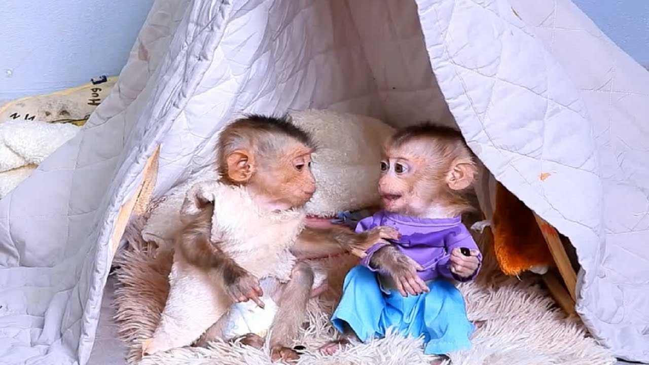 Share food to eat in a lovely place with the love of both monkeys - YouTube