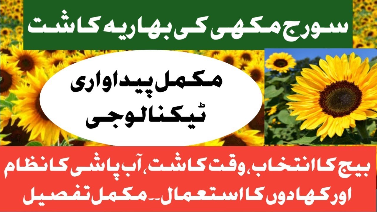Sunflower cultivation in Pakistan | Sunflower Production Technology ...