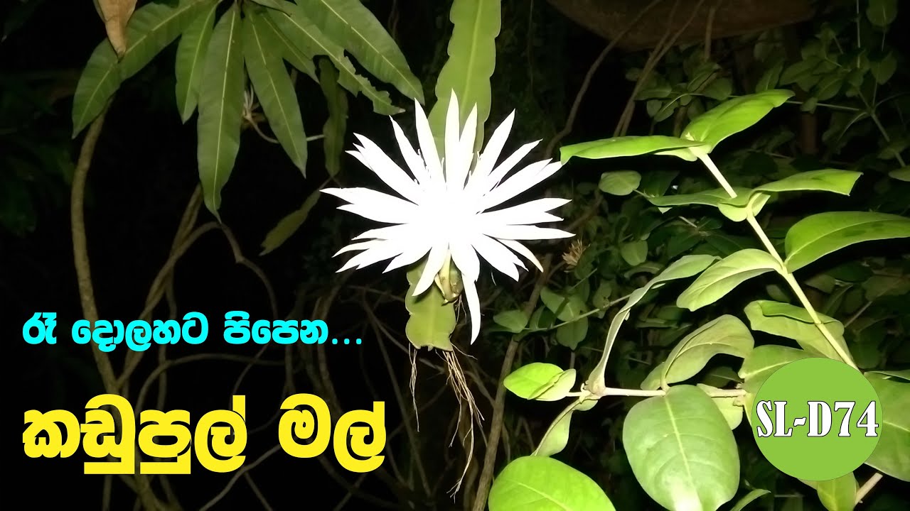 කඩුපුල් මල් | Kadupul Mal | Queen of the Night | Dutchman's pipe cactus ...