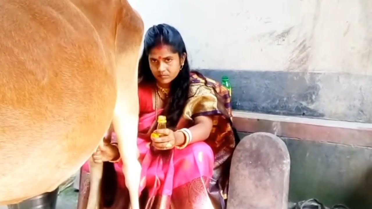 before cow milking oli massage and direct milk drinking by Indian women ...